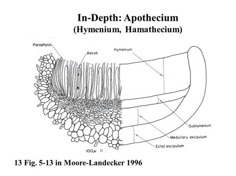 Peziza Apothecium Labeled