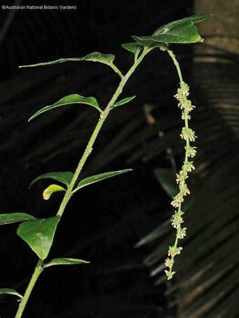 Monococcus Echinophorus