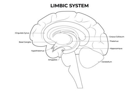 Limbic System Science Design Vector Graphic By Hamjaiu · Creative Fabrica