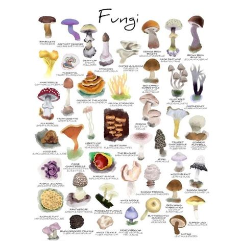 Fungi Chart Generation Space