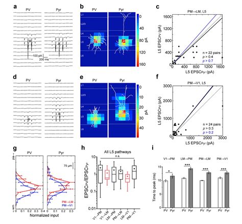 Recruitment Of Inhibition And Excitation Across Mouse Visual Cortex Depends On The Hierarchy Of
