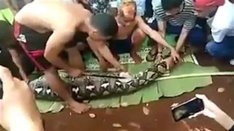 Under The Angsana Tree Woman Swallowed Whole By 8m Python
