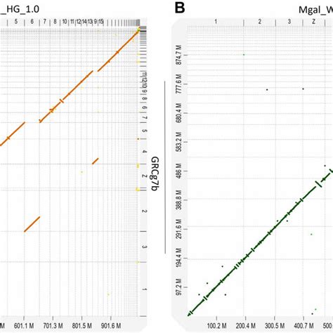 Genome Wide Alignment Plots A Mgal WU HG 1 0 Aligned With GRCg7b
