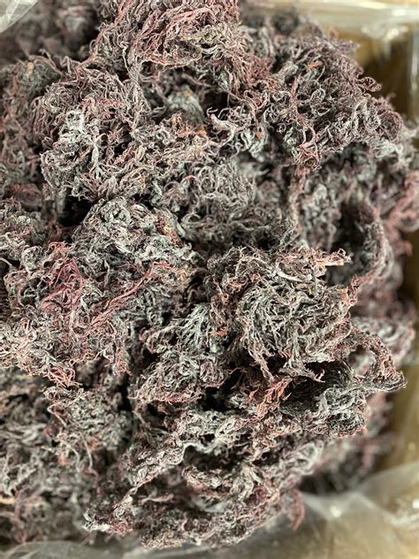 Derek Product Purple Sea Moss Organic Wildcrafted Stlucia Derek
