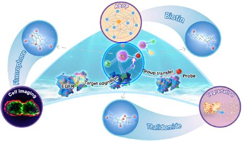 A Proximity Triggered Strategy Toward Transferable Proteolysis Targeting Chimeras Ccs Chemistry