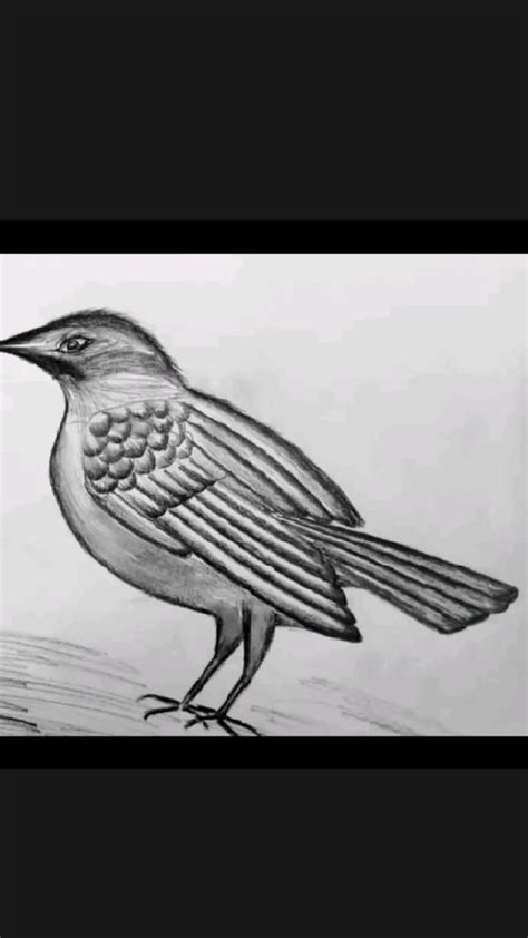 How To Draw Bird For Beginners Step By Step Guide