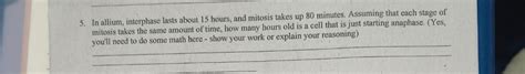 5 In Allium Interphase Lasts About 15 Hours And Mitosis Takes Up 80