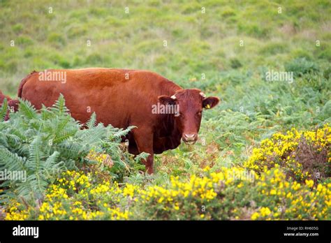 Devon Red Ruby Cows Bos Taurus Grazing On Upland Heath By Wistmans Wood Dartmoor National