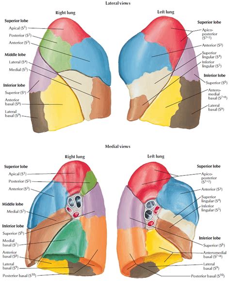 Atelectasis Causes Symptoms Atelectasis Treatment