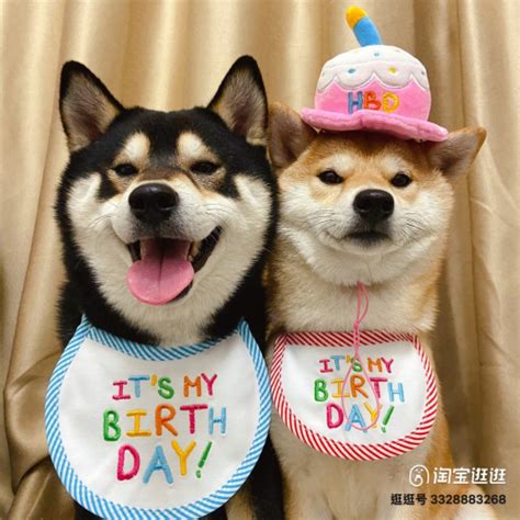 【汪喵森活】 生日 口水巾 生日帽 派對帽 寵物圍兜 生日快樂 生日派對 生日配件 生日圍兜 派對 貓咪領巾 寵物口水巾 《汪喵森活