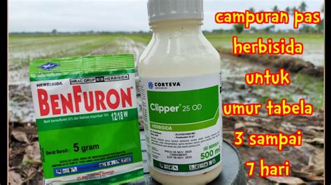 Pencampuran Herbisida Benfuron Dan Herbisida Clipper 25 OD YouTube