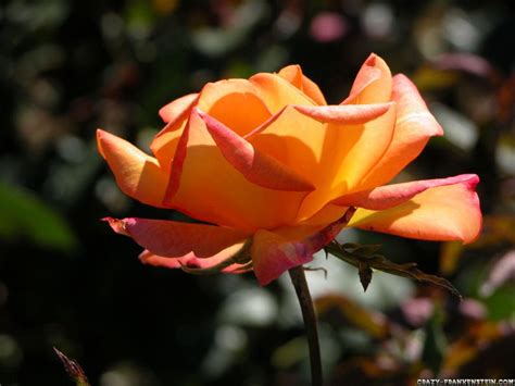 Roses Roses Photo 29801787 Fanpop