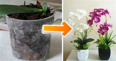 10 sencillos y prácticos consejos para hacer florecer orquídeas en casa