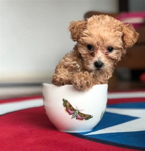5 điều Thú Vị Không Phải Ai Cũng Biết Về Giống Chó Poodle