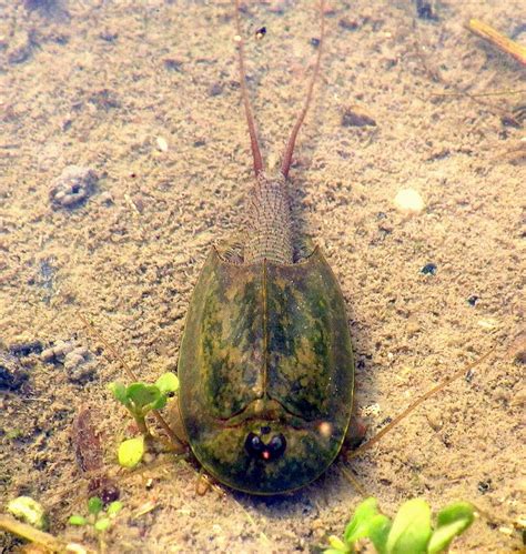 田んぼに暮らす生きた化石 カブトエビ Monsters Pro Shop