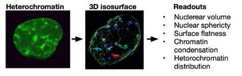 Advanced Subcellular Imaging Analyses Using Ai And Machine Learning
