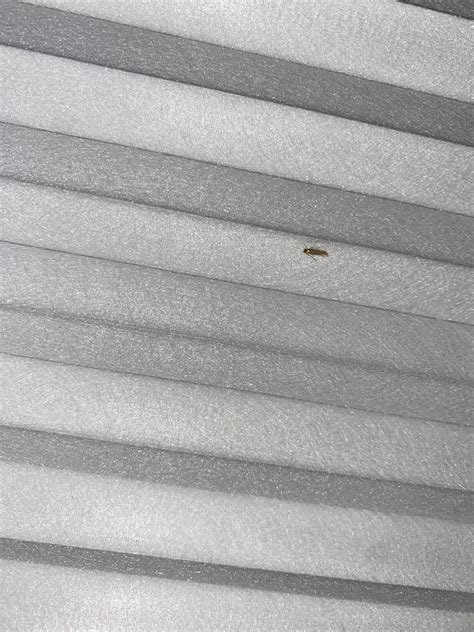 What Is This Tiny White Bug Rwhatisthisbug