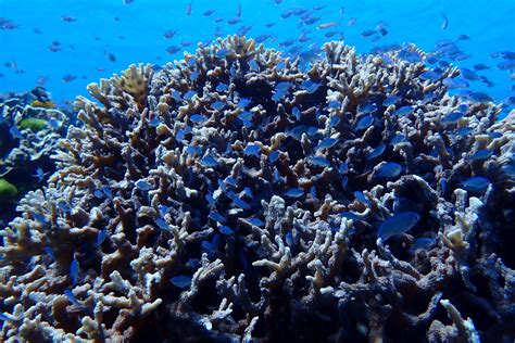 プーケット シミランで見られる海洋生物 ナイスダイブプーケット