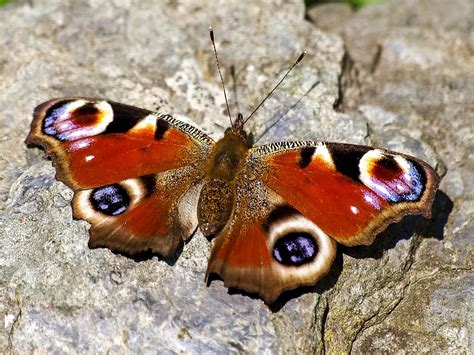 Peacock Butterfly Eye Free Photo On Pixabay Pixabay