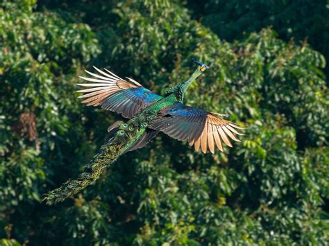 How Long Do Peacocks Live Peacock Lifespan Birdfact