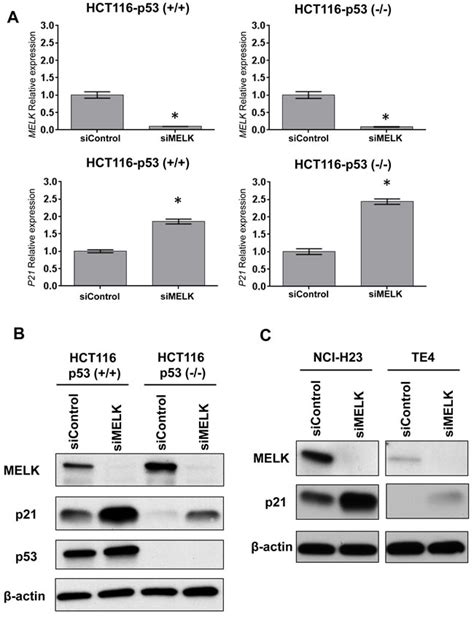 P53 Independent P21 Induction By Melk Inhibition Oncotarget