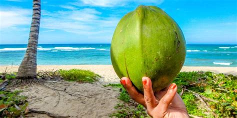 Что представляет собой кокосовый орех условия произрастания и пищевая ценность для человека