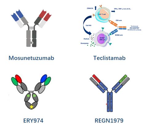Molecular Construction Of T Cell Engagers Formats Matter