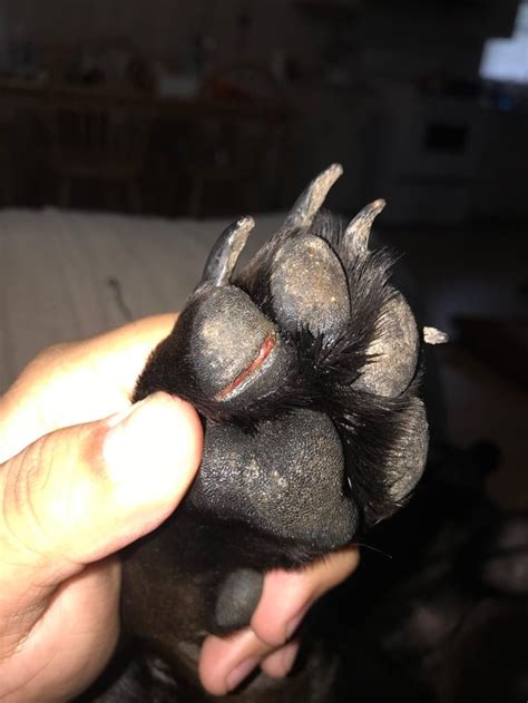 Cut On Pad Of Paw Rvet