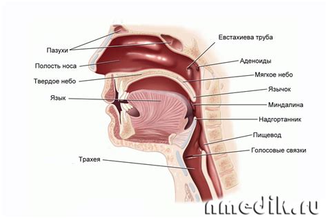 Аденоидит (острый и хронический) - симптомы и лечение | nmedik.org