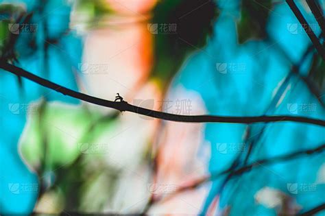树叶和树枝的剪影