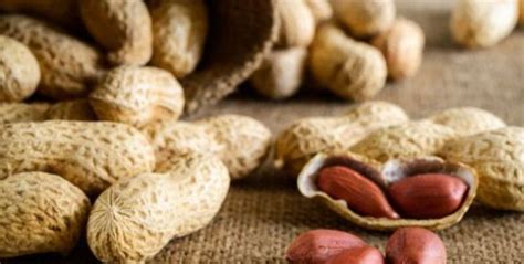 Allergie à l arachide découverte d un traitement afriquefemme