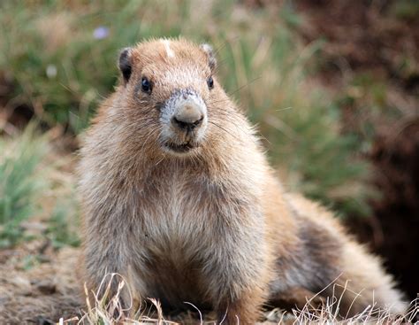 Olympic Marmot