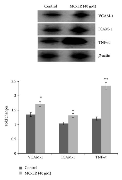 The Mc Lr Induced The Expression Of Vcam 1 Icam 1 And Tnf α Protein