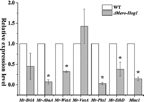 Regulation Of The Conidiation Regulatory Pathway And Pigmentation