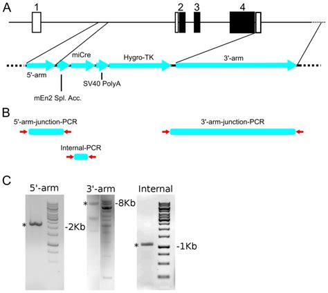 A Schematic Drawing Of The Targeting Construct Design B Schematic Download Scientific