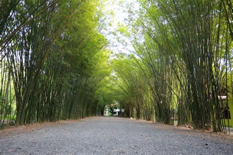 Tree Tunnel Stock Image Image Of Avenue Plane Scene 82206419