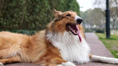 Lessie Imagens Procure 343 Fotos Vetores E Vídeos Adobe Stock