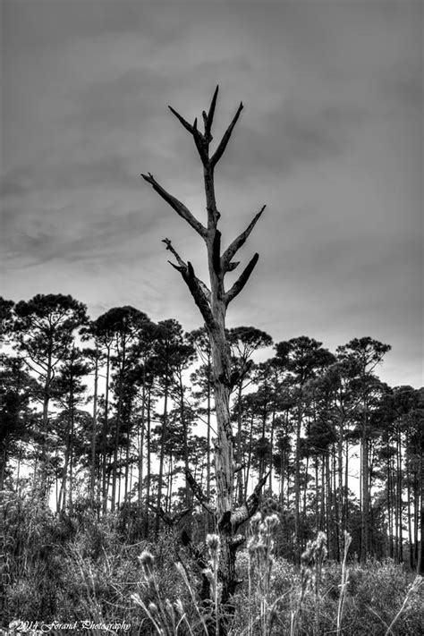 Old Tree Photograph By Debra Forand Fine Art America