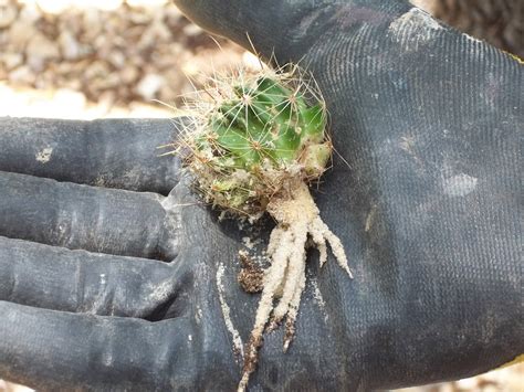 Rock Oak Deer Propagating Barrel Cactus Pups