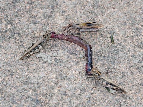 クルマバッタモドキ ミミズの死骸を食べる 車飛蝗擬 写真素材ストックフォト NNP PHOTO LIBRARY