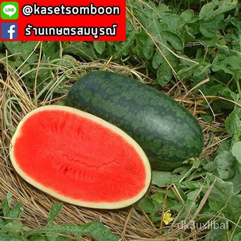 เมล็ดพันธุ์เมล็ดแตงโม พันธุ์ ตอปิโด ไฮร๊อก 04 ผลหนัก 5 7 กก ตรา ตะวัน