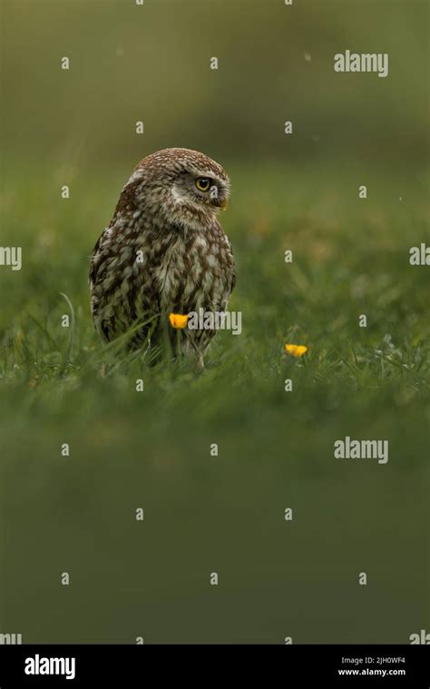 Posing The Grumpy Owl Stops For The Photographer West Sussex Uk
