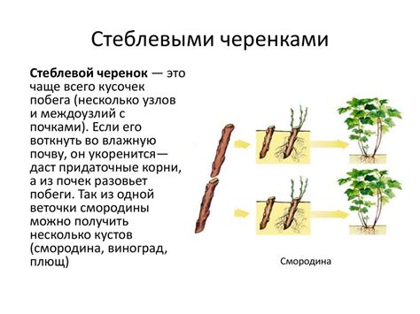 Вегетативное размножение растений - презентация онлайн
