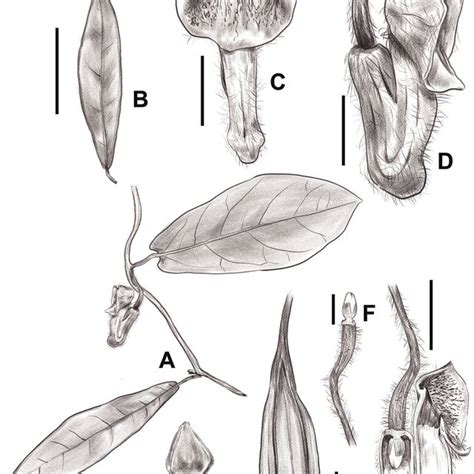 A Aristolochia Triangularis B Aristolochia Sp Não Identificada