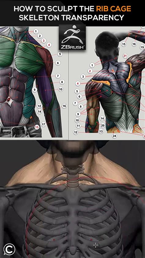 How To Sculpt The Rib Cage With Anatomically Correct Skeletal Features