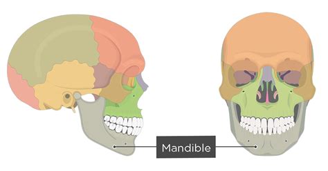 Mandible Bone Anatomy And Labeled Diagram Getbodysmart 51 Off