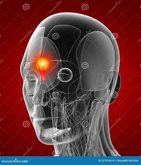 Medical Illustration Of The Procerus Stock Illustration Illustration