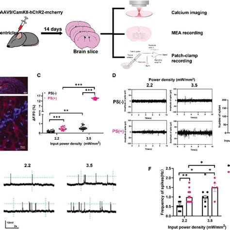 Microsphere‐based Optogenetics In Modulating Neuron Activity In Brain