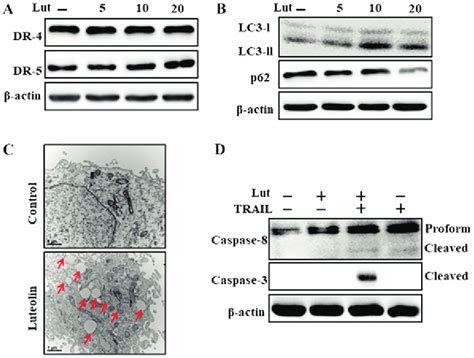 Luteolin Induces Autophagy And Sensitizes Cells To Trail Induced