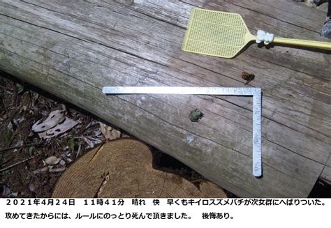 コガタスズメバチの女王バチが甘露を舐めにやってきました．